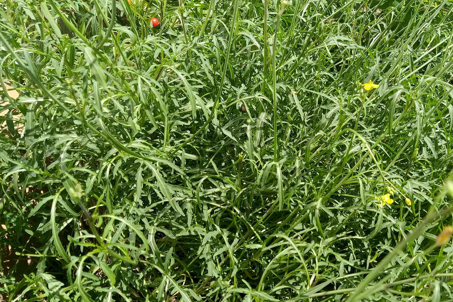 Rauke oder Rucola? Egal, Hauptsache lecker und gesund! - Natürlich Schön